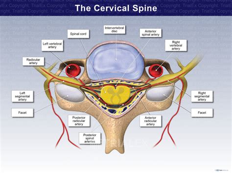 The Cervical Spine Trialquest Inc