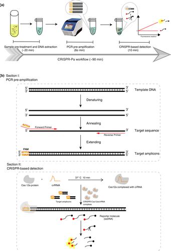 A Crispr‐based Nucleic Acid Detection Platform Crispr‐cpa Application For Detection Of