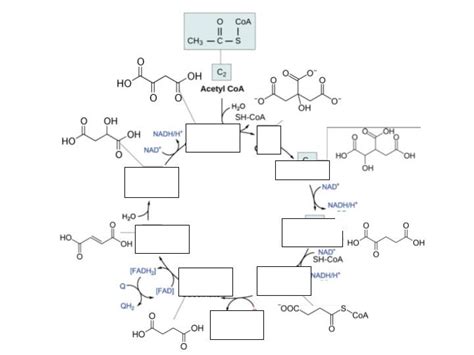 Citric Acid Cycle Structure Tca Cycle
