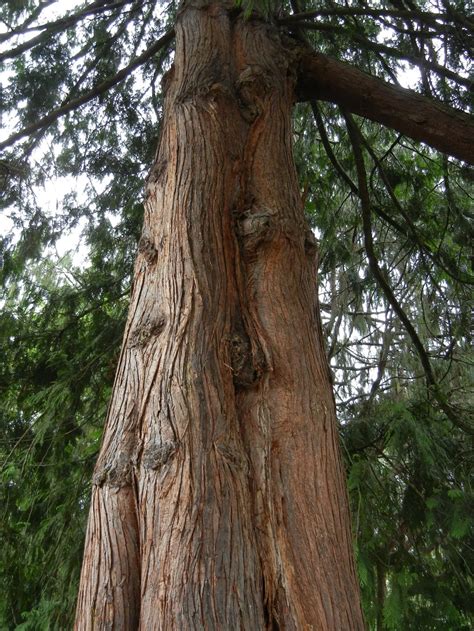 Trees Planet Thuja Plicata Western Red Cedar