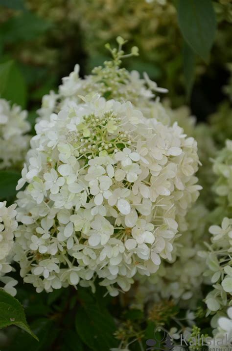 Hydrangea Paniculata Magical Lime Sparkle Hortensja Bukietowa