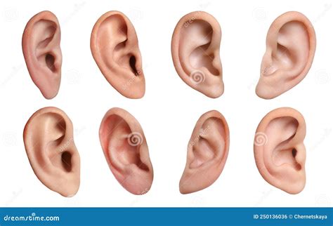 Human Ears Royalty Free Stock Image 28472974