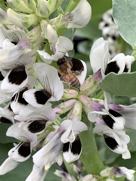 Broad Beans Grow Guide The Gourmantic Garden
