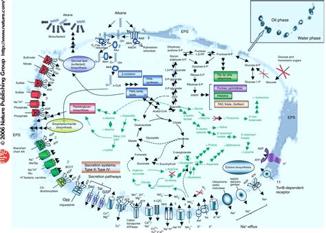 Schematic Overview Of Metabolism And Transport In A