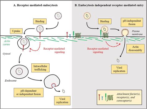 Viruses Free Fulltext Vectorvirus Interactions And