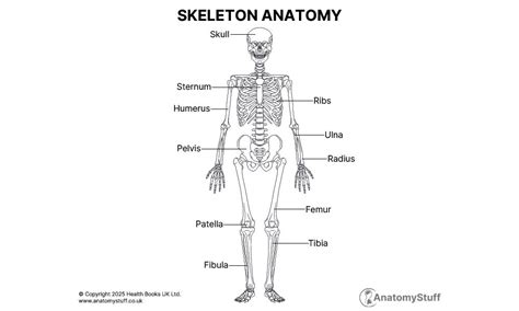 Female Human Skeleton Diagram Labeled