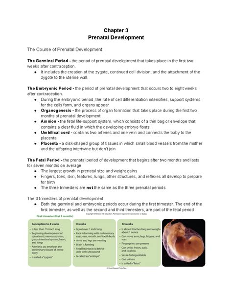Chapter 3 Chapter 3 Prenatal Development The Course Of Prenatal Development The Germinal