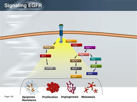 Ppt Introduction To The Basics Of Signal Transduction Powerpoint Presentation Id 4643452