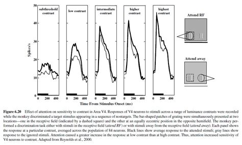 Visual Processing In The Primate Brain Research Paper Iresearchnet