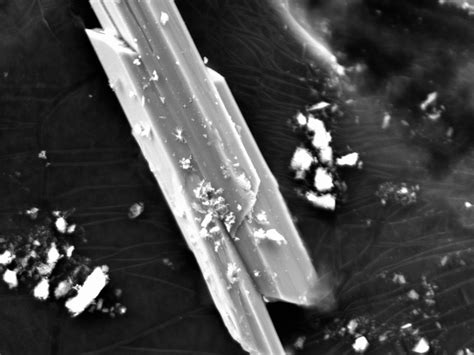 Evo Ma10 Variable Pressure Scanning Electron Microscope Pvsem