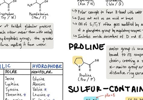 Mcat Amino Acids Cheat Sheet Pdf At Charlotte Smartt Blog