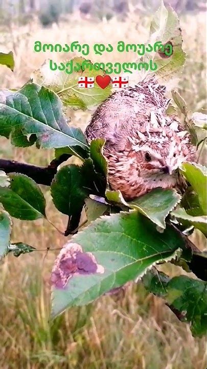 არა შეჯდა მწყერი ხესა ტყუილი ყოფილა 😃😉 მოიარედამოუარესაქართველოს საქართველო მწყერი