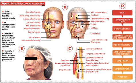Loss Of Subcutaneous Fat In Face At Florence Parsons Blog
