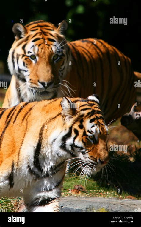 Tatiana The Tiger