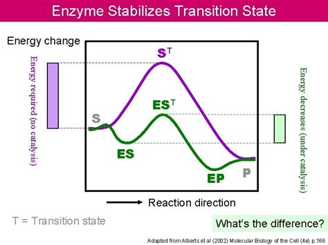 Stickase Substrate Transition State X Product If Enzyme