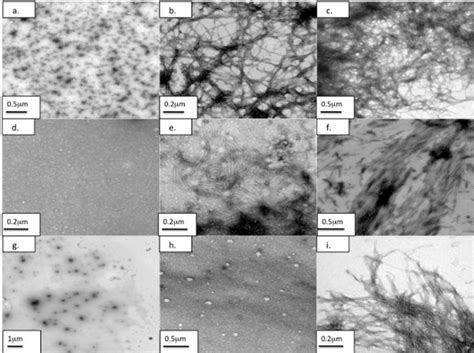 Transmission Electron Micrographs Showing Negatively Stained A β 42 A