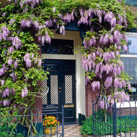 Wisteria Vine How To Grow Wisteria For A Romantic Garden Wine And