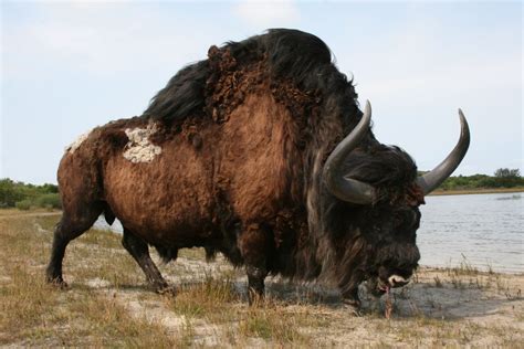 Bison Latifrons Aka The Giant Bison Lived In North America During The