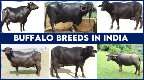 Buffalo Breeds