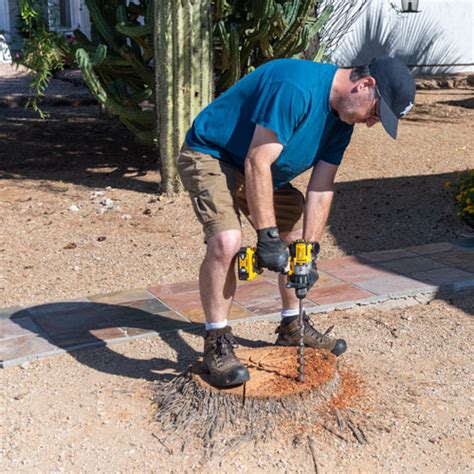 How To Remove A Palm Tree Stump AZ DIY Guy