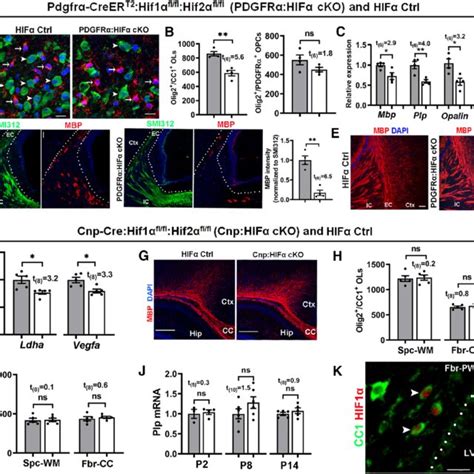Hifa Inactivation Transiently Delays Developmental Myelination By Download Scientific Diagram