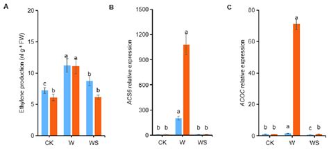 Exogenous Spermidine Application Down Regulates Ethylene Biosynthesis Download Scientific