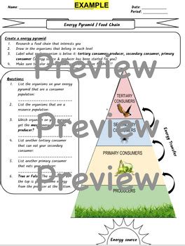 Trophic Level Food Chain Practice Worksheet By Deena Strunk Tpt