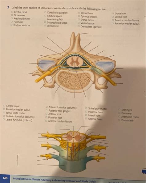 Spinal Cord Cross Section Anatomy