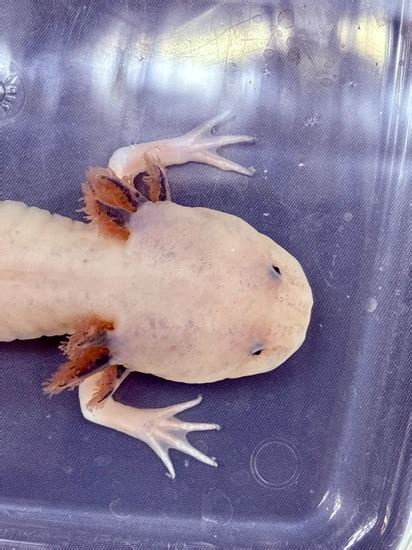Female Bluegill Leucistic Axolotl By Ephemera Exotics Llc