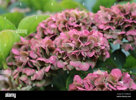 View Of Several Beautiful Hydrangea Macrophylla Flower Heads With