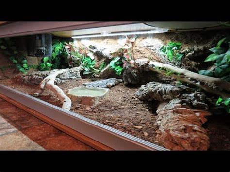 Naturalistic Royal Ball Python Enclosure Toto S New Viv Ball Python Snake