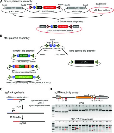 Cloning Scheme And Sgrna Activity Tests A Single Step Golden Gate Download Scientific