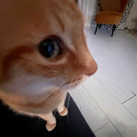 Deku Katsudon Pork Cutlet Bowl Boku No Hero Academia Fun Easy