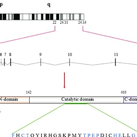 Phenylalanine Metabolic Pathways A Schematic Representation Of The