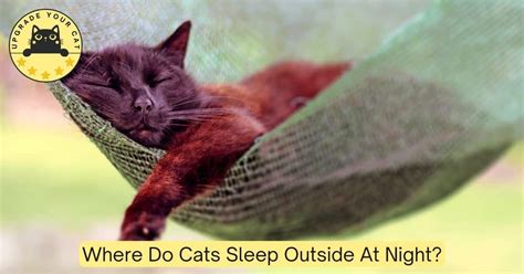 Where Do Cats Sleep Outside At Night Mystery Unlocked