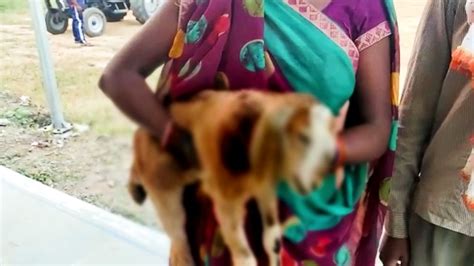 बकरी के मृत बच्चे लेकर थाने में पहुंचे दंपति पुलिस से की शिकायत बोले इंसाफ दीजिए Jabalpur