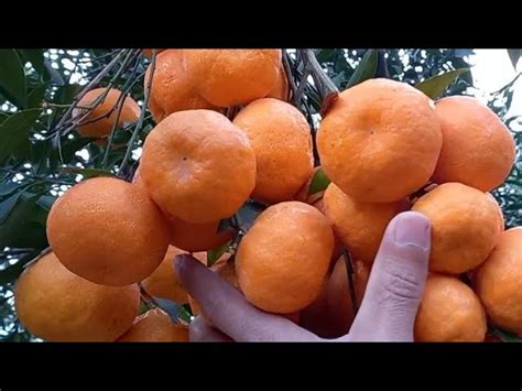 How To Make Trees Bear Fruit Abundantly Gardener Guidebook