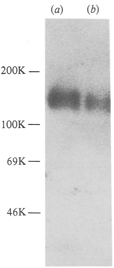 Summary Of The Genomic Structures Of The 12 Recombinants Used In This