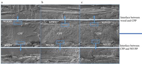 The Cross Section SEM Images Of The Interfaces Between The Wood Veneer