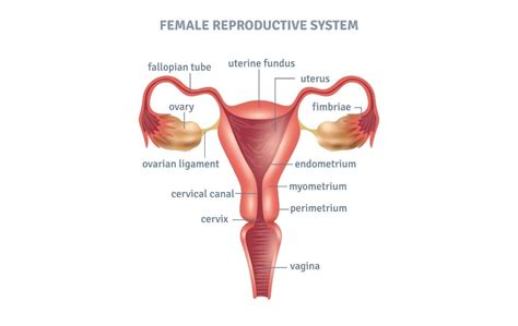Fundus Of Uterus What It Is And How Fibroids Affect It