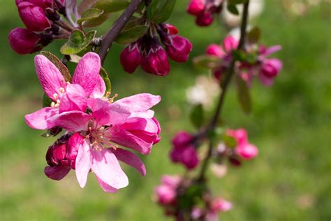 8 Beautiful Trees That Bloom In Spring Backyard Boss