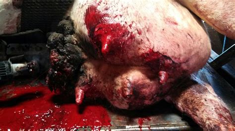 A Cow Tried To Have Sex With Another Cow And This Is The Result R WTF