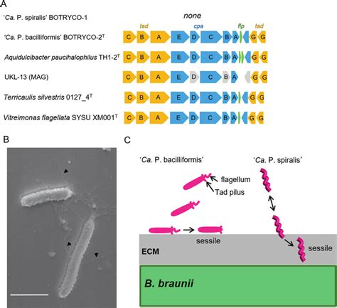 Tad Pili And Their Possible Role In Algal Surface Attachment A Tad Download Scientific Diagram