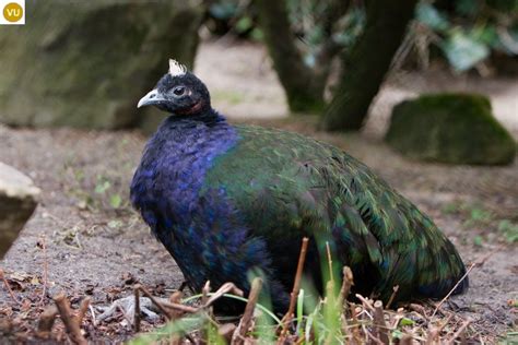 Congo Peacockmbulu Afropavo Congensisphasianidae Iucn Red List 31