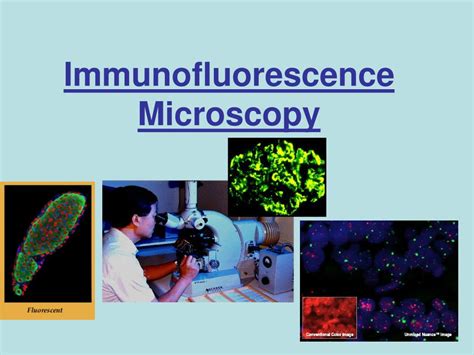 Ppt Immunofluorescence Microscopy Powerpoint Presentation Free Download Id 6715484
