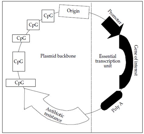 Components Of A Plasmid DNA Vaccine Download Scientific Diagram