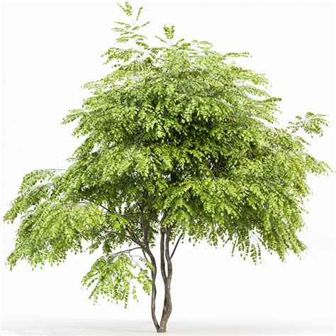 European Bladdernut Tree Staphylea Pinnata 3d Model Download Maxve