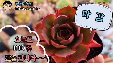 🤗불타는금요일~100종단품입니다~다육판매다육식물반려식물축제비바위솔청주다육충북다육대전다육태풍기온차공기정화식물 천안다육음성다육진천다육전국다육가을