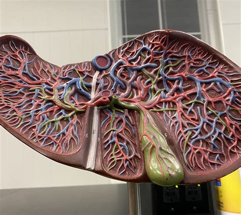 Liver Model Diagram Quizlet