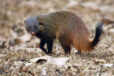 Mongoose Information